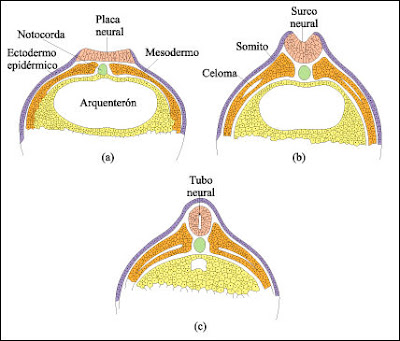 Ciencias Morfologicas II: ****Esquemas e ilustrações da Embriologia do ...