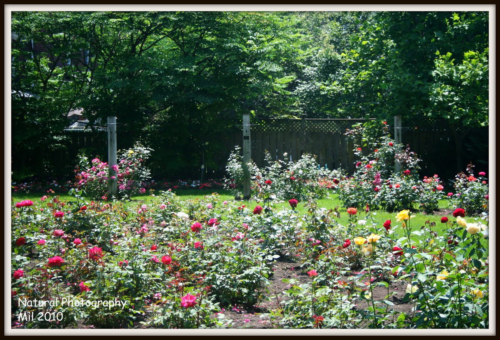 Natural Photography: Corby Park (Rose Garden) Belleville, Ont