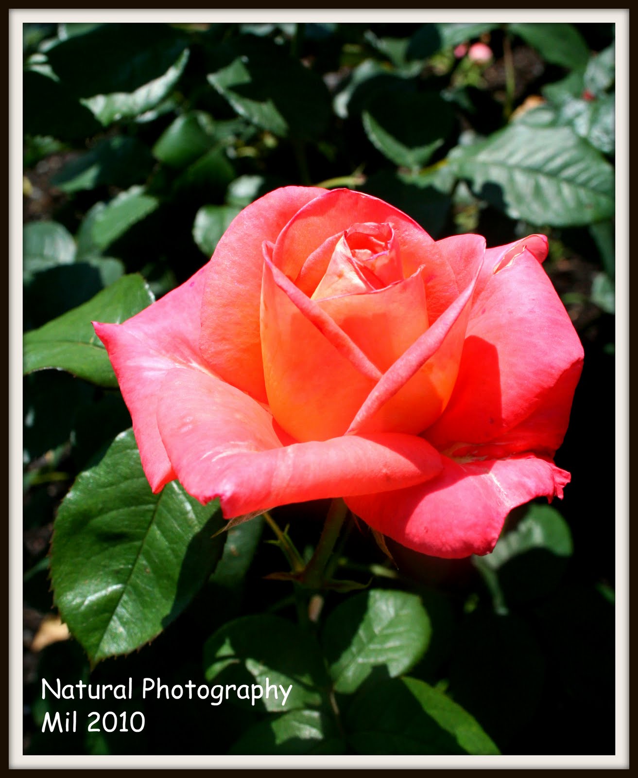 Natural Photography: Corby Park (Rose Garden) Belleville, Ont