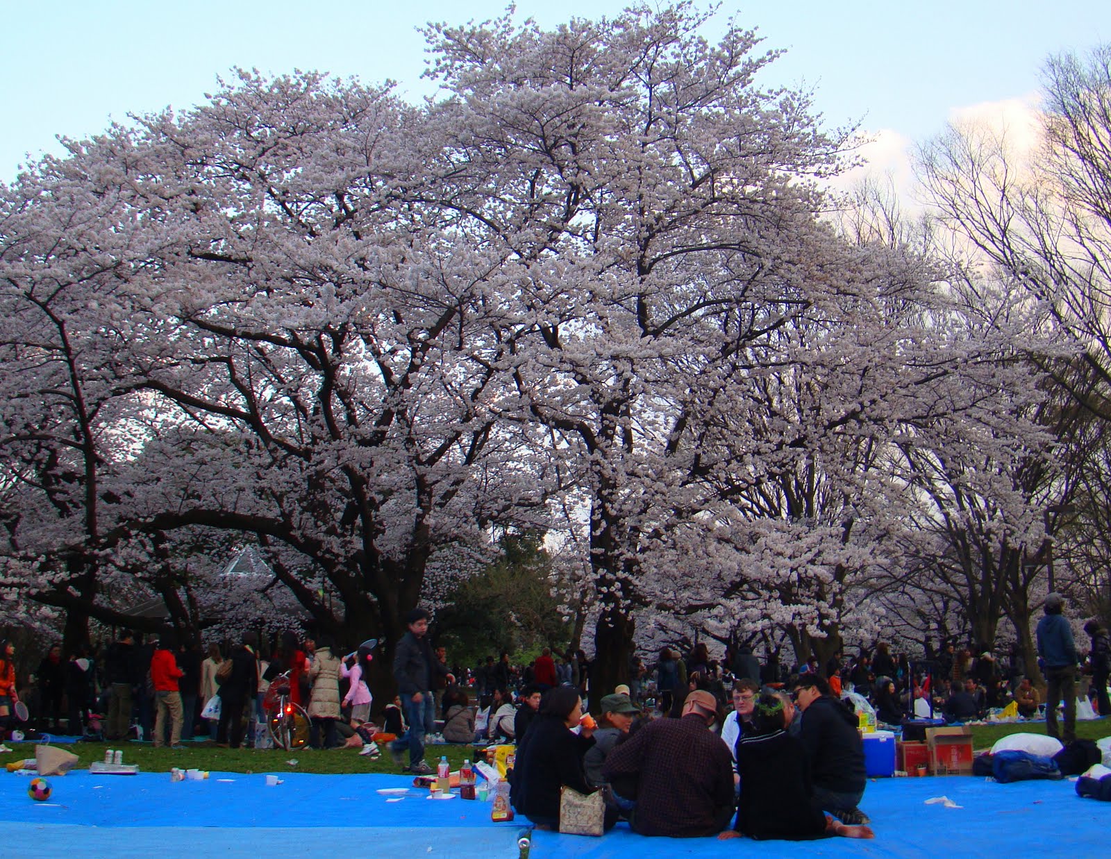 Exploring Tokyo and Beyond: Spring time in Japan means hanami time!