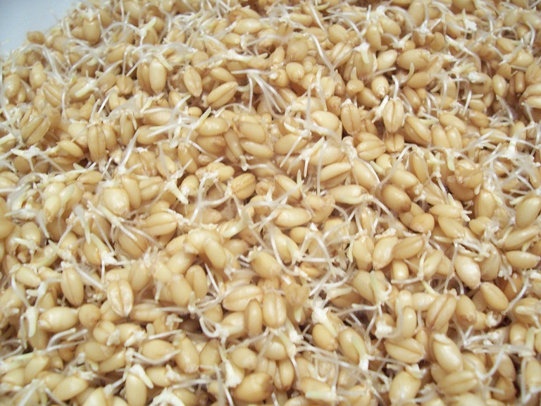 How to Make Sprouted Flour • The Prairie Homestead