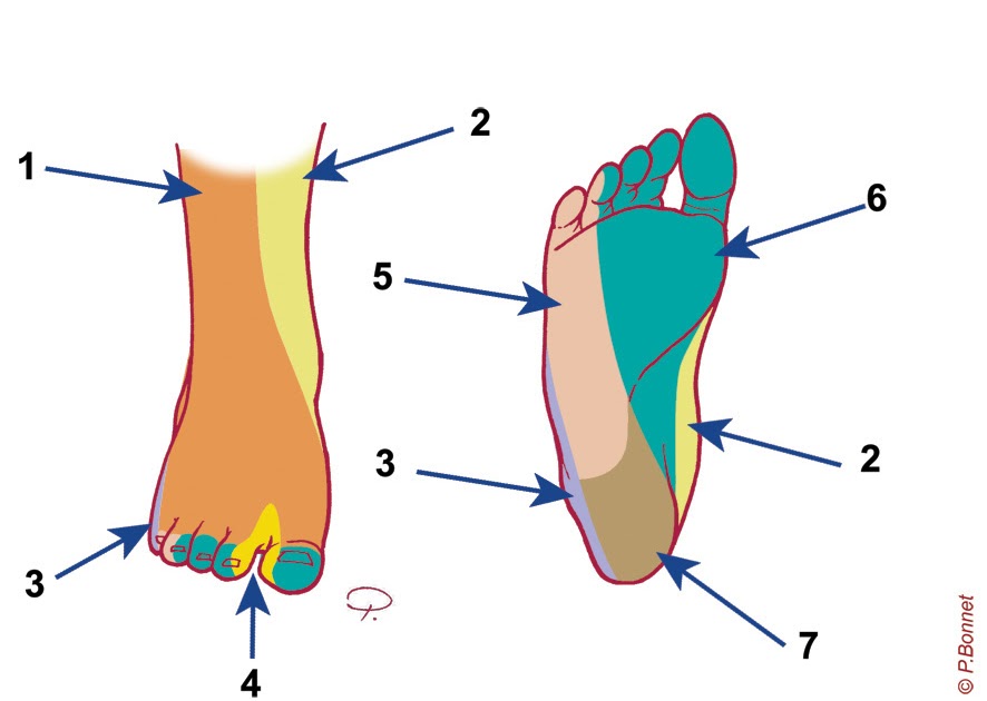 Electroneuromyographie: Nerf fibulaire