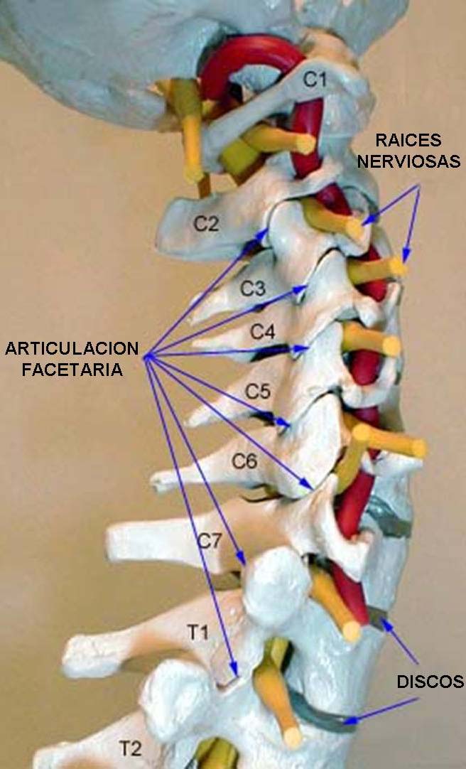 Quiropraxia ese arte: Columna Cervical