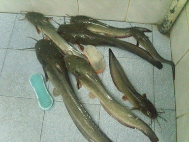 KUALA SEPETANG ECO TOURISM Matang Mangrove Forest Reserve Tour, Bird ...