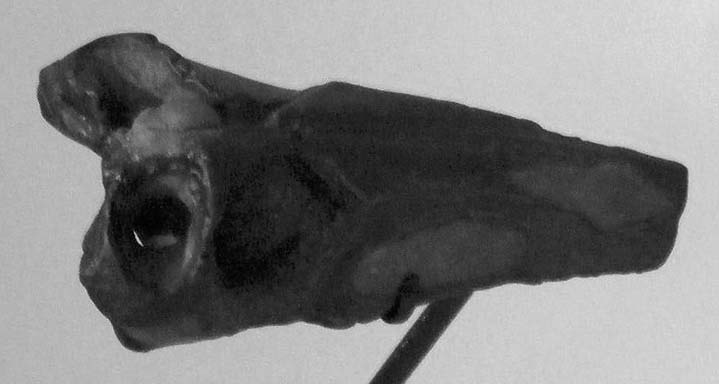 The Pterosaur Database: October 2010