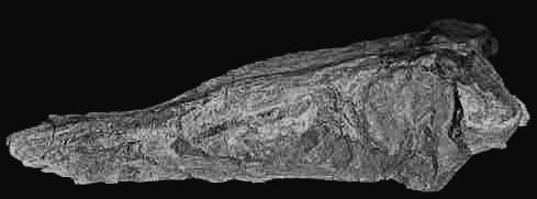 The Pterosaur Database: October 2010