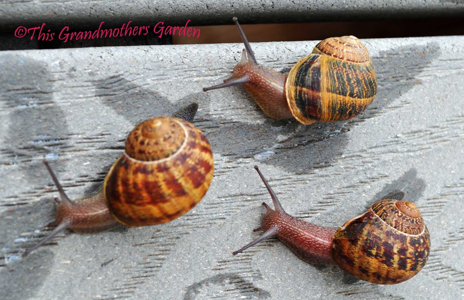 This Grandmother's Garden: We're going on a snail hunt!