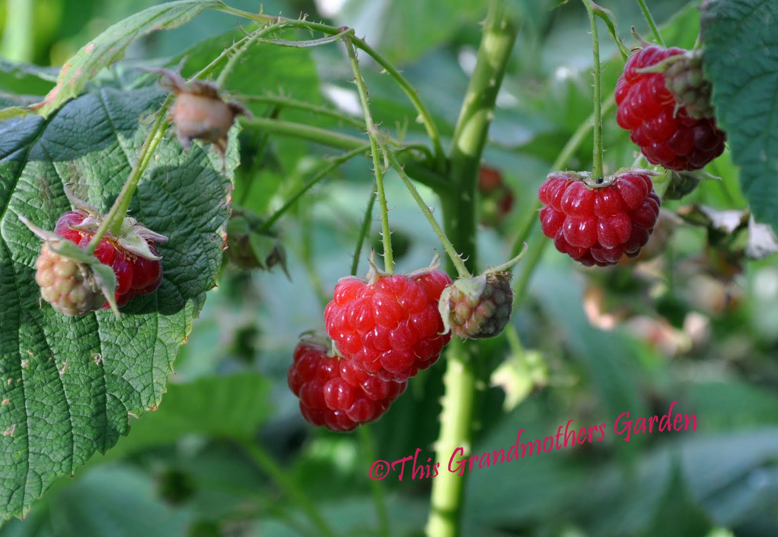 This Grandmother's Garden: It's a Raspberry Morning!