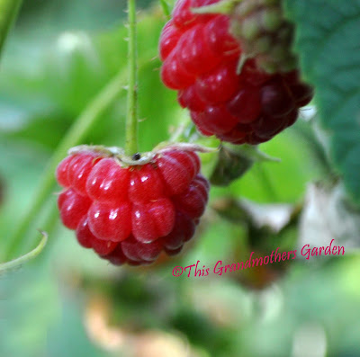 This Grandmother's Garden: It's a Raspberry Morning!