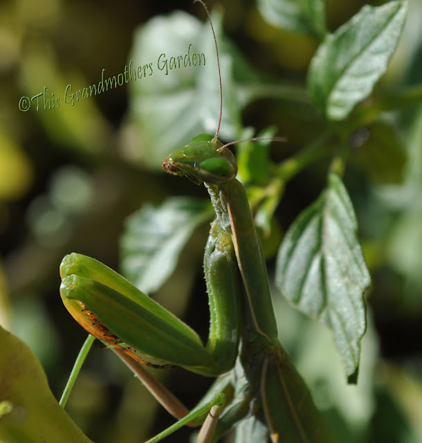 This Grandmother's Garden: What Creature Lies Within?