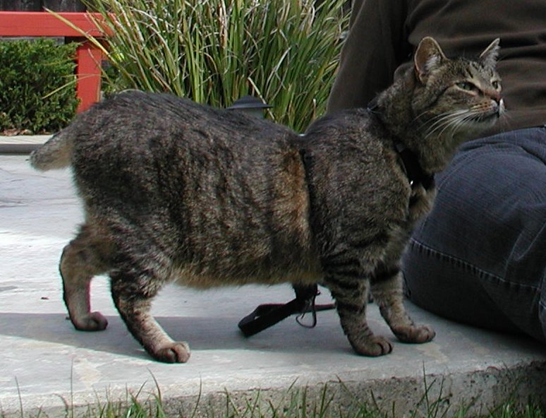 Prints of a Cat: Unique or Ordinary Fur