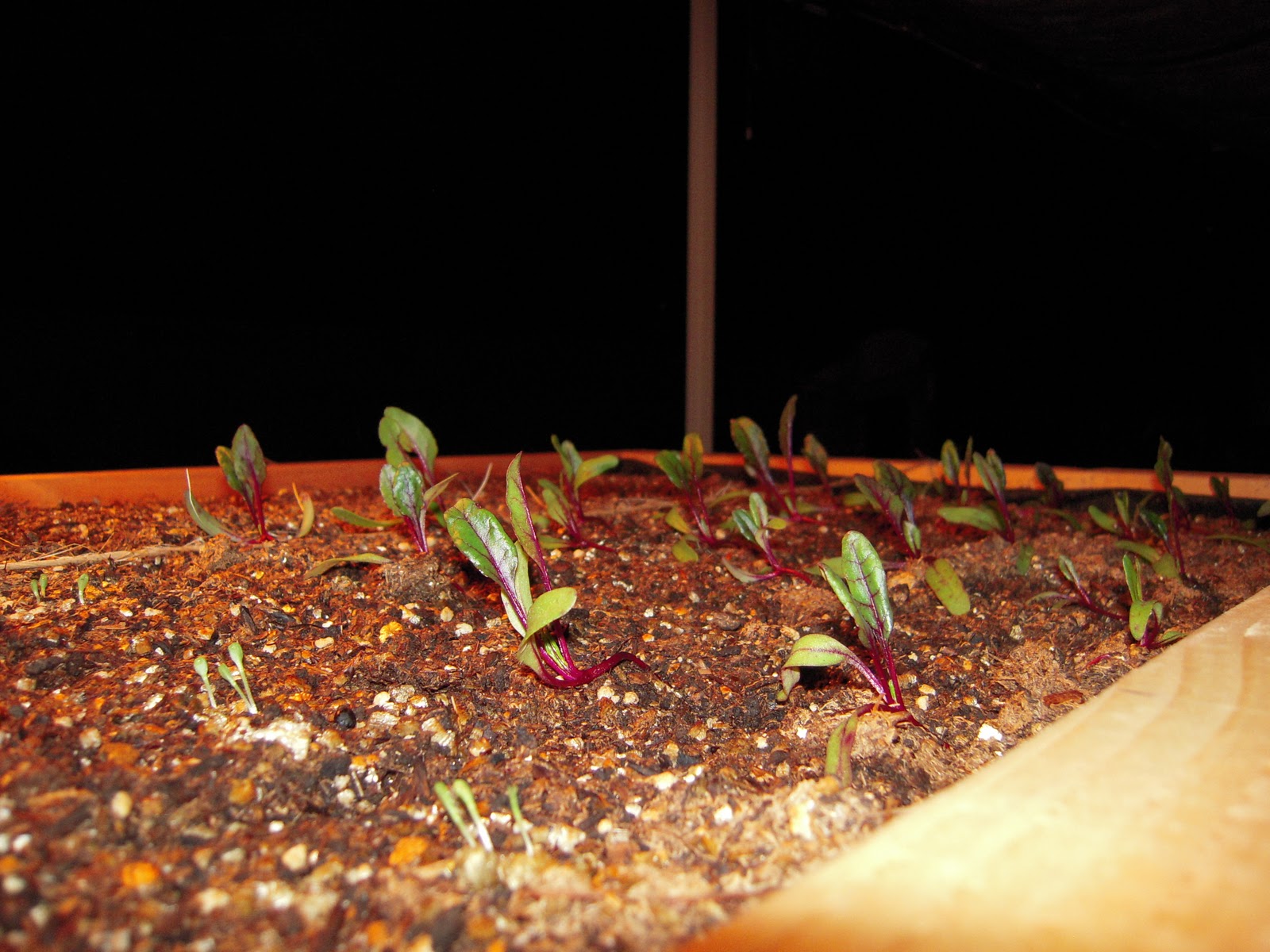 Gardening with the Gragstons: Transplanted Nevada Lettuce to the cart.