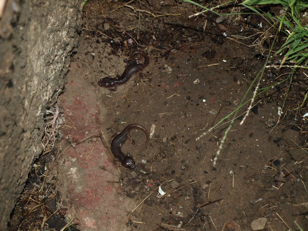 Trenching for Termites