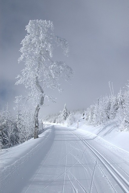 A Whole Lotta Love: Favorite Foto Friday - White Christmas