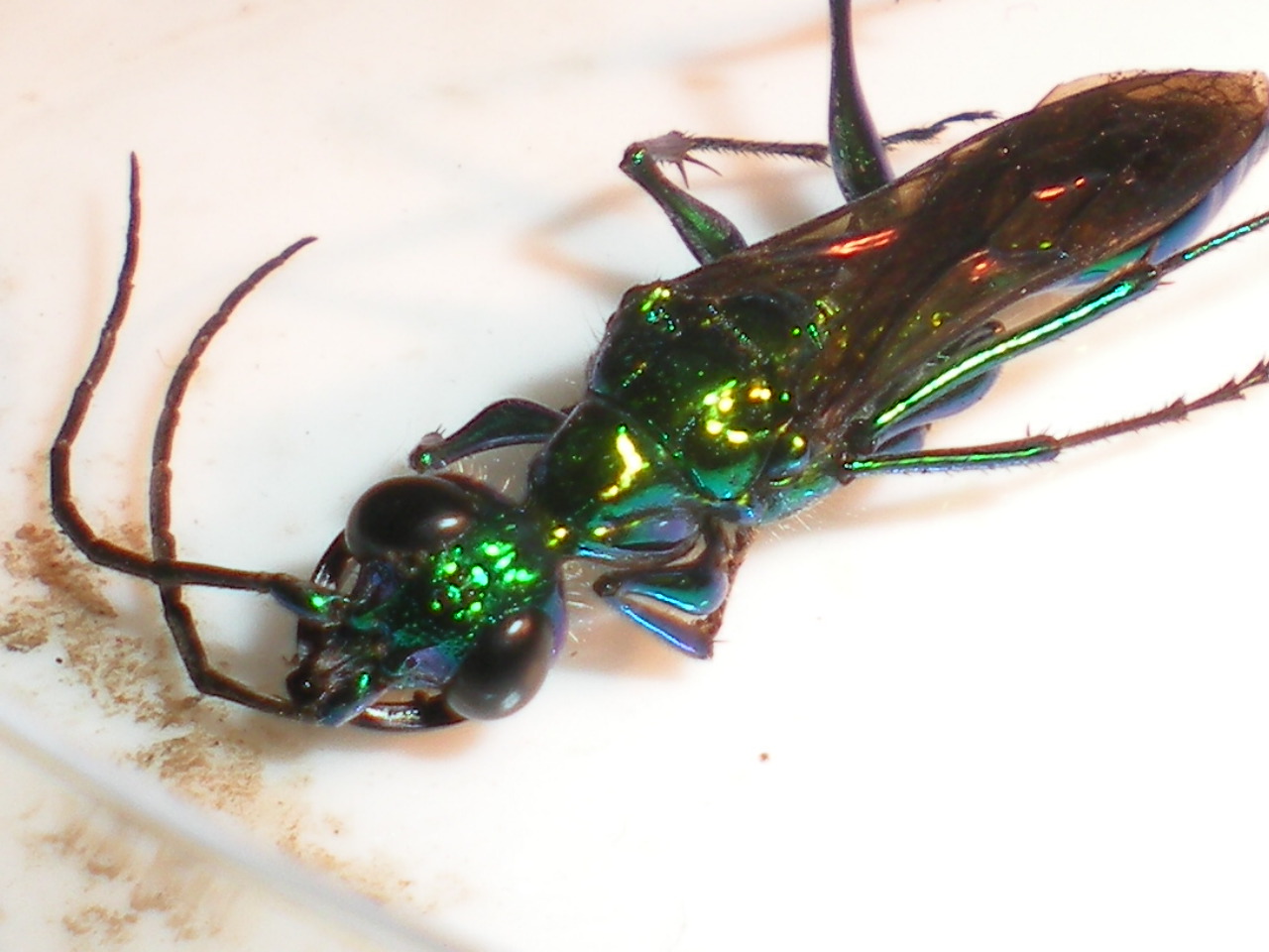 Costa Rica: photos and lectures