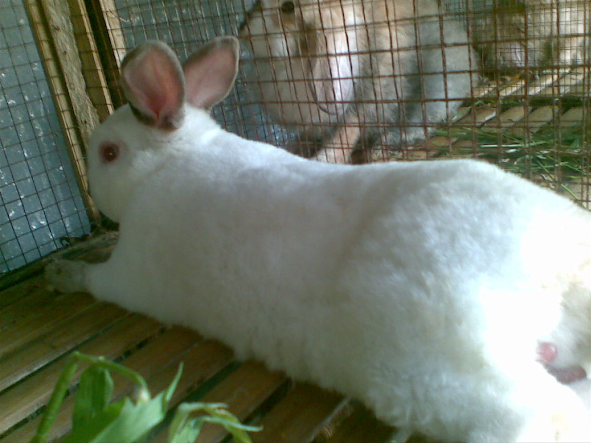 PERMATA RABBITRY: DWARF REX HIMALAYAN, JANTAN, DEWASA