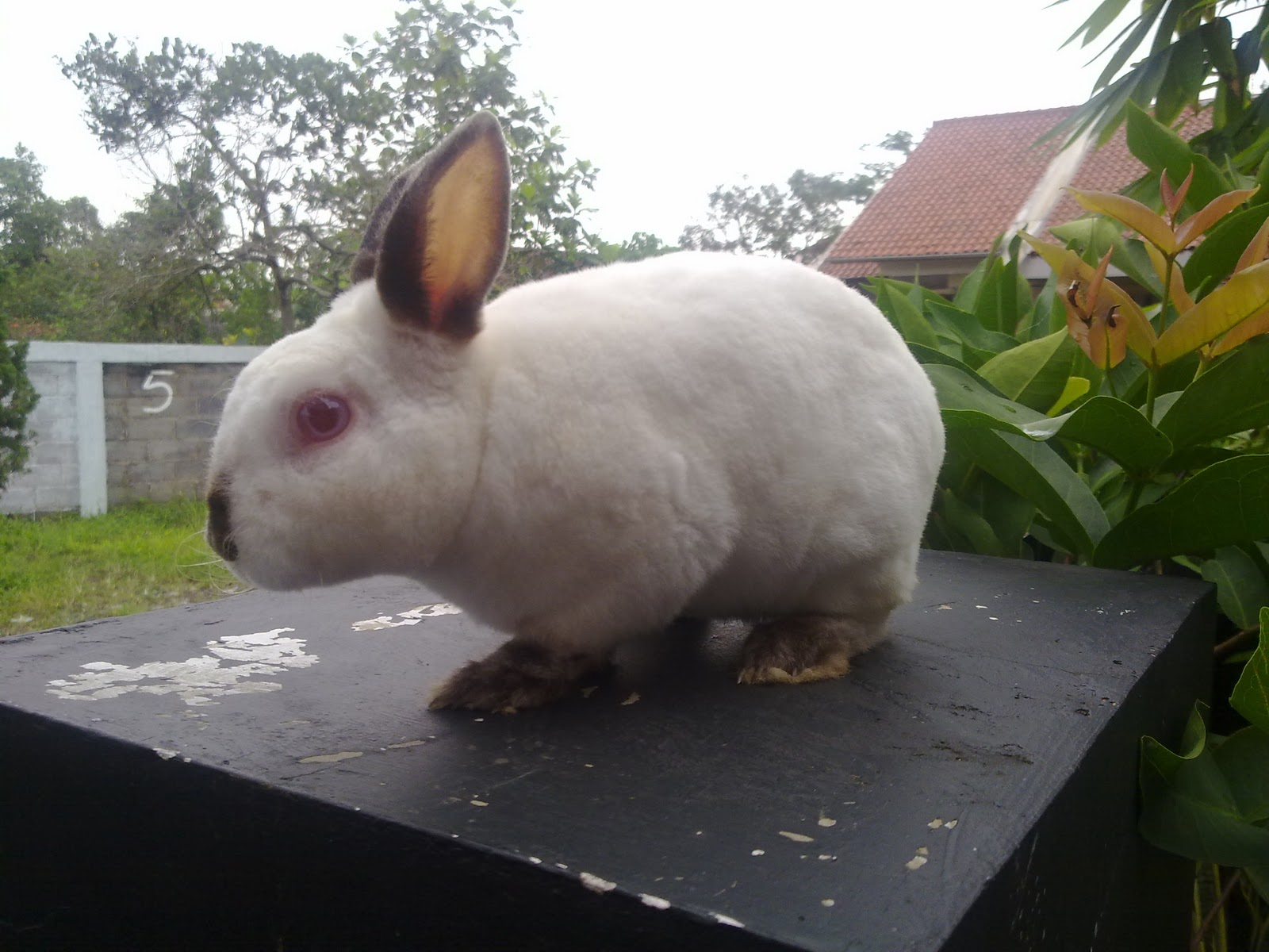 PERMATA RABBITRY: DWARF REX HIMALAYAN, JANTAN, DEWASA