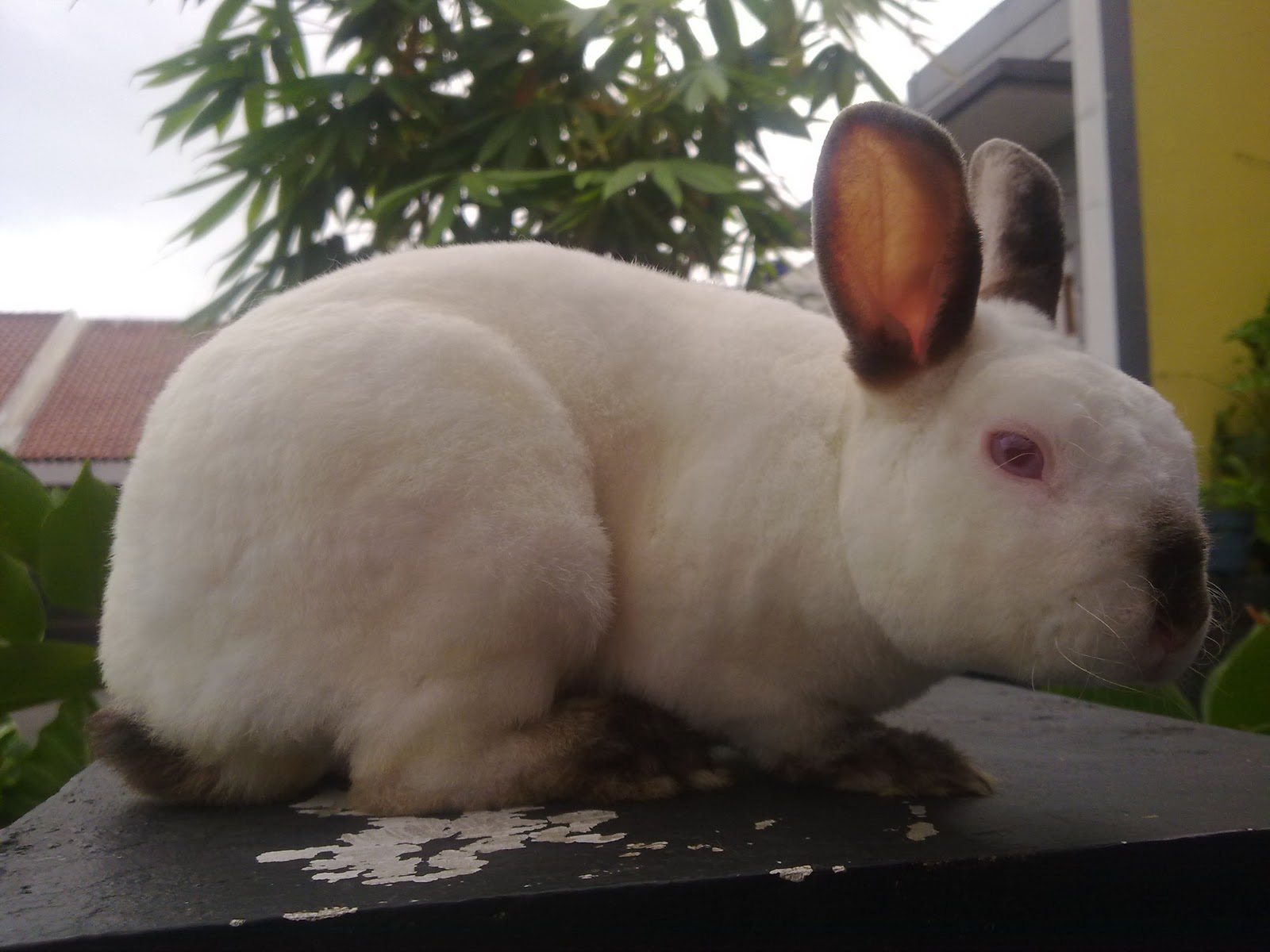 PERMATA RABBITRY: DWARF REX HIMALAYAN, JANTAN, DEWASA