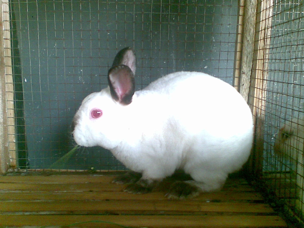 PERMATA RABBITRY: DWARF REX HIMALAYAN, JANTAN, DEWASA