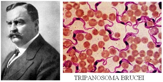 Microbiologos ilustres: Bruce, David (1855-1931)