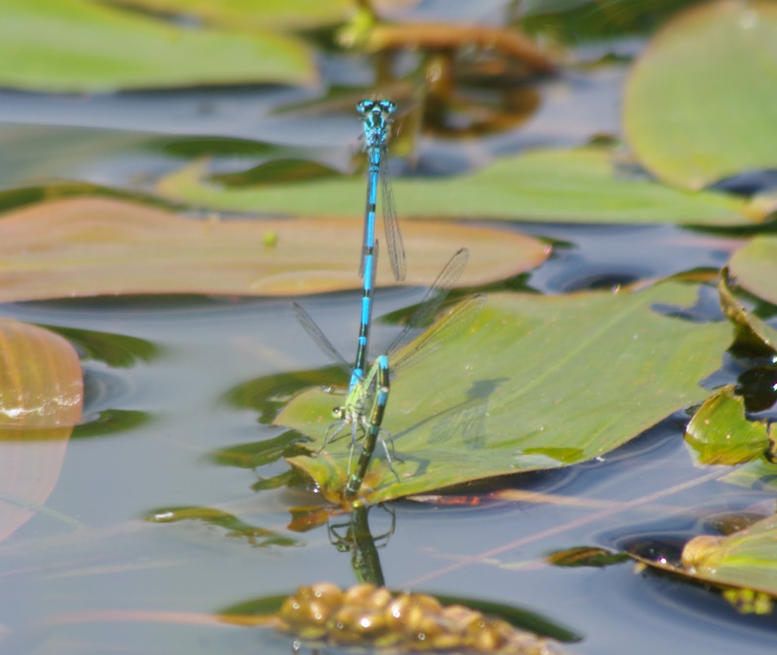 Bamber Bridge Birder: Dragonfly Pond, Cuerden Valley Park - 5th June 2010