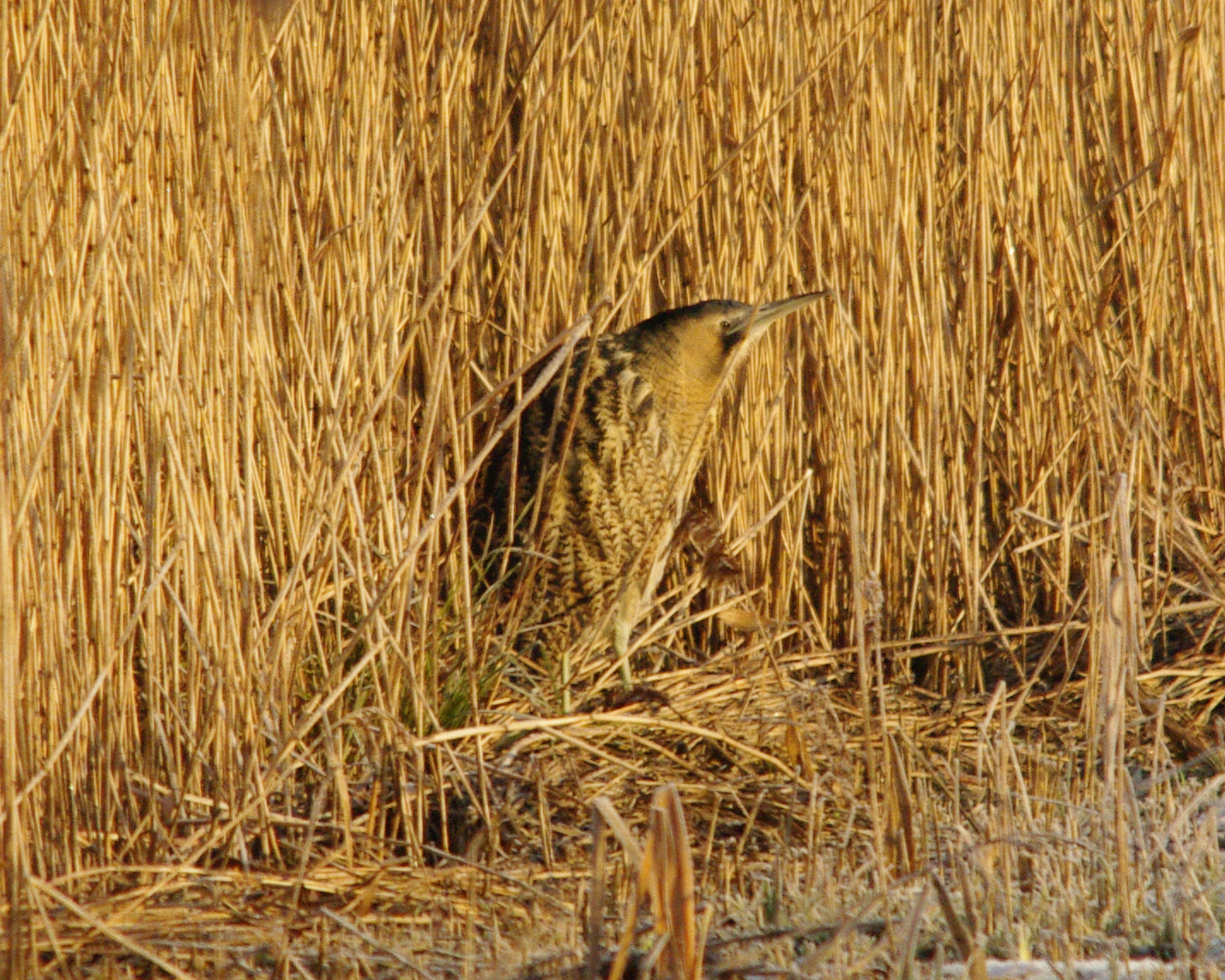 Bamber Bridge Birder: Bittern & Waxwing - Leighton Moss