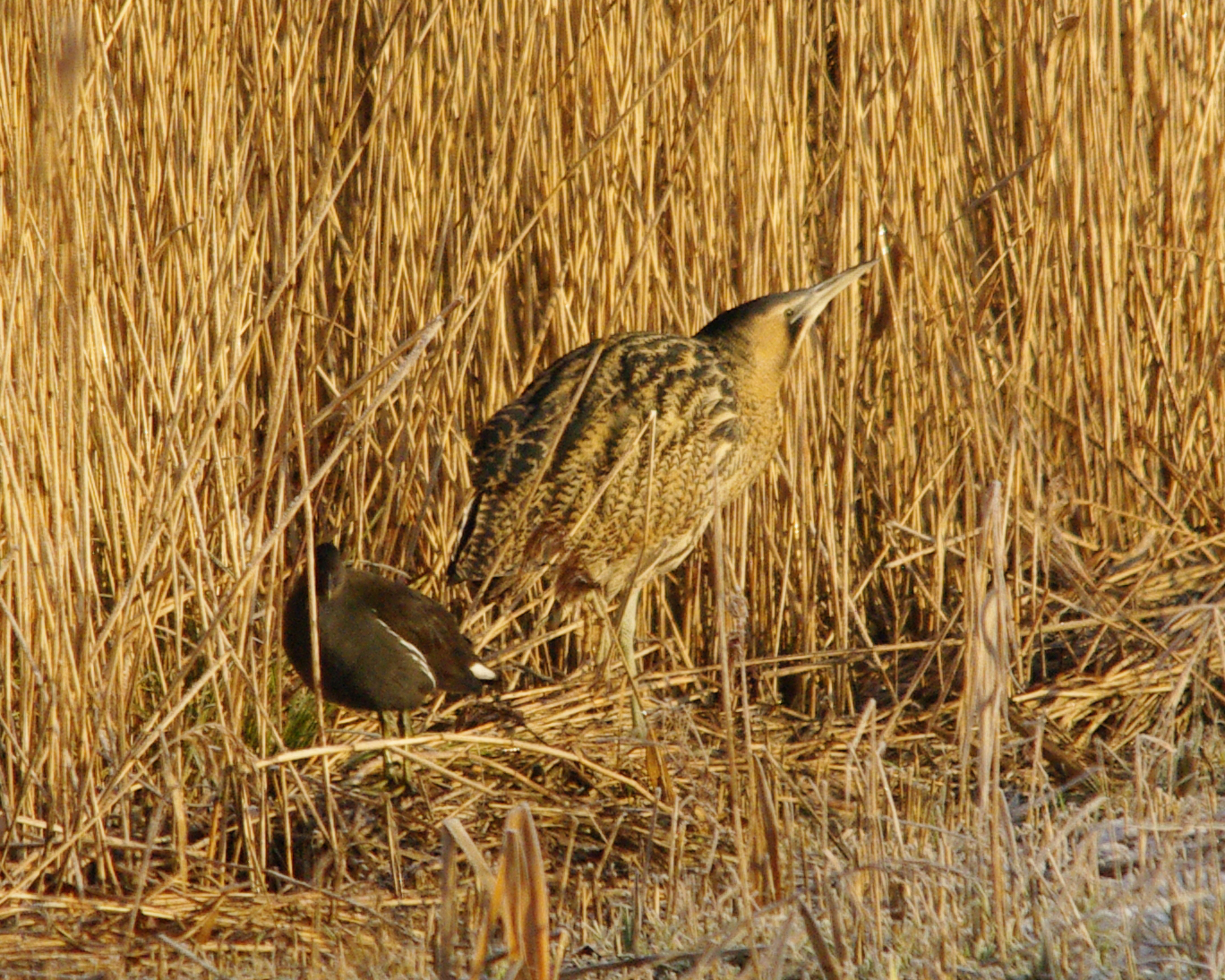 Bamber Bridge Birder: Bittern & Waxwing - Leighton Moss