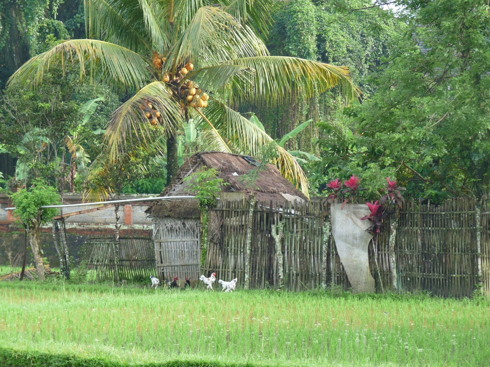 eastcoastlife: Staying Amidst Padi Fields in Bali