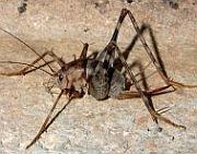 Boondoggled: Sprickets Everywhere!