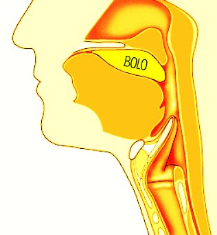 Sistema digestivo: Esófago