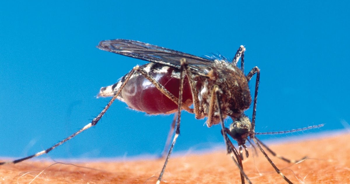 ACTUAL Y CURIOSO: LOS MOSQUITOS