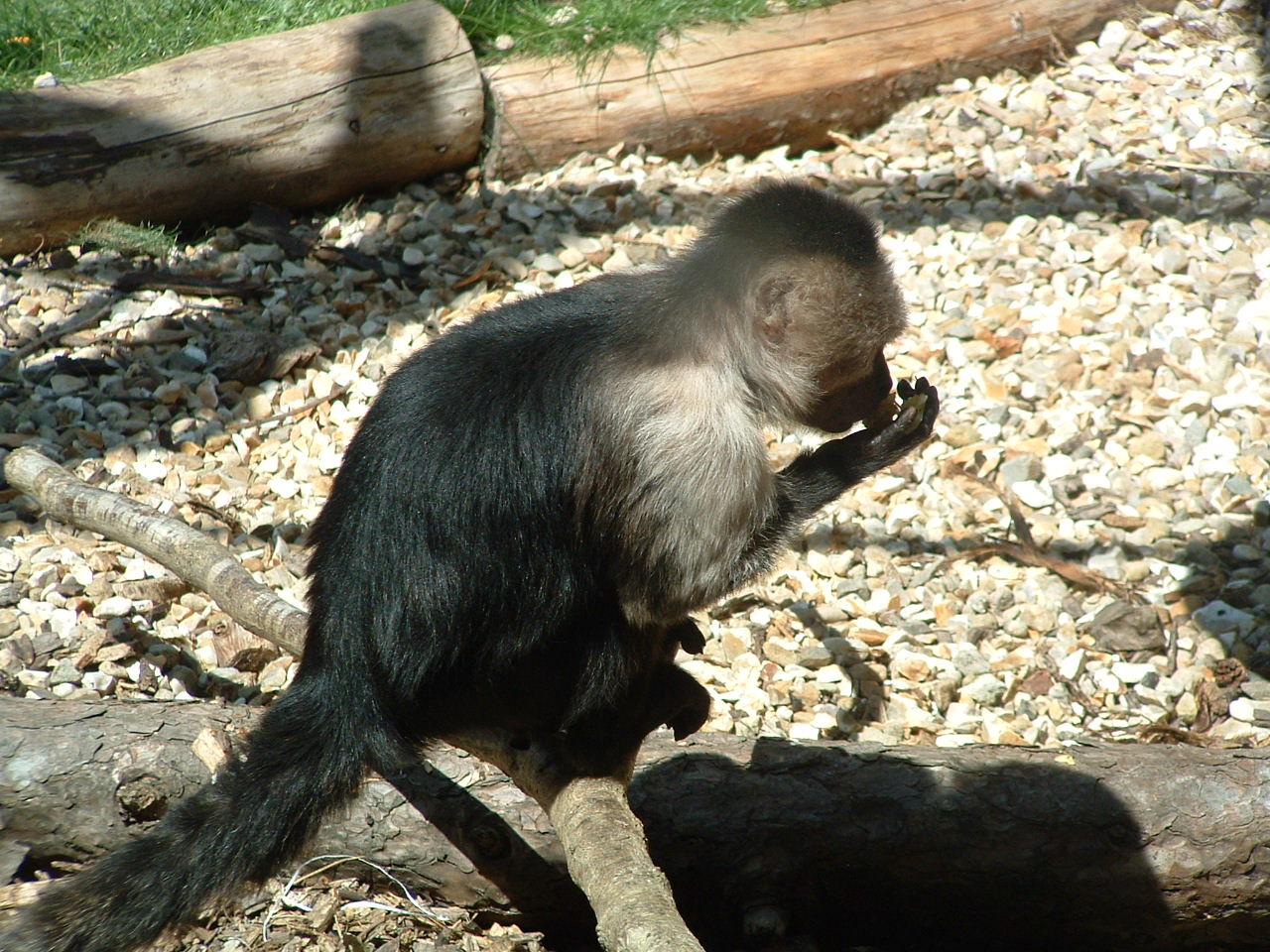 Ragged Robin's Nature Notes: Owls, Monkeys, Lavender, Viewpoints ...