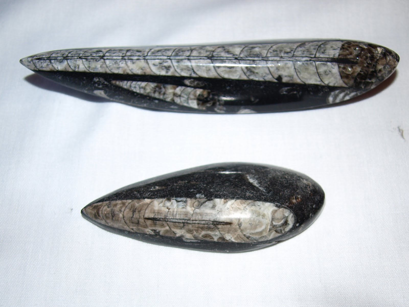 Ragged Robin's Nature Notes: Fossils - Part 2: Orthoceras and Belemnites