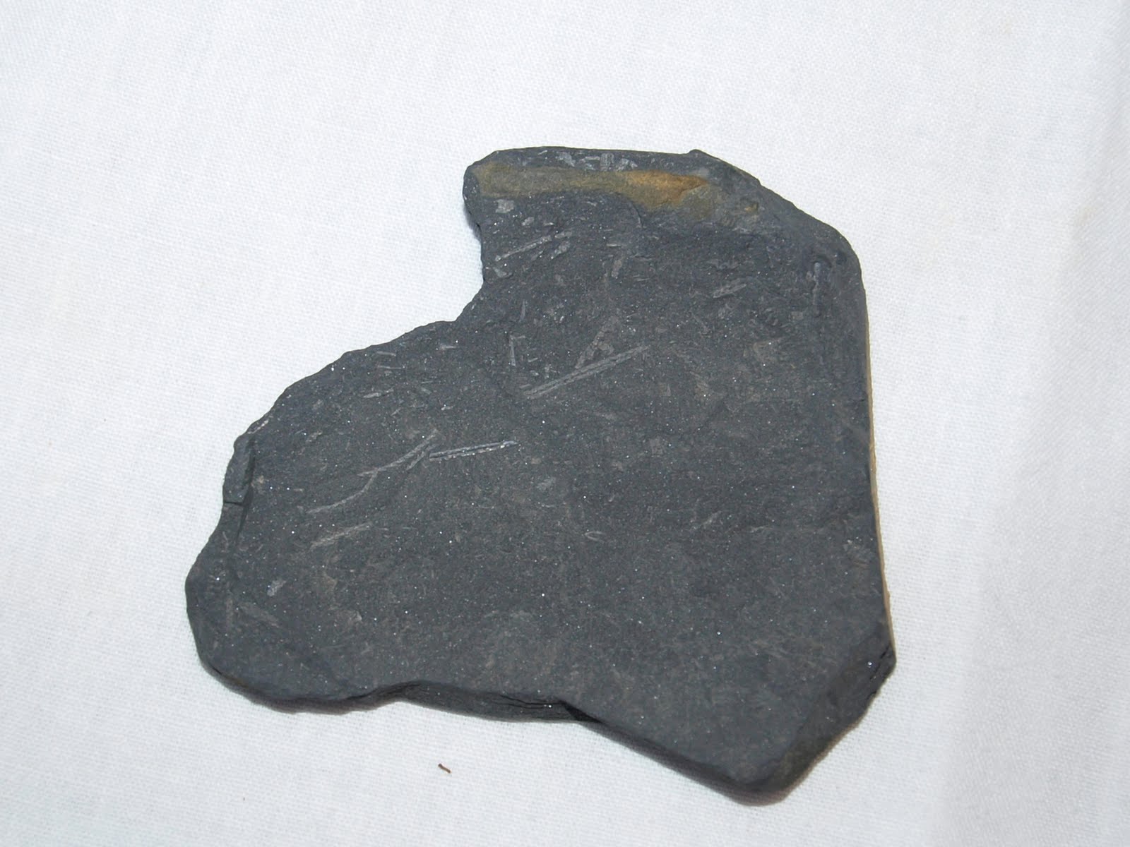 Ragged Robin's Nature Notes: Fossils - Part 3: Graptolites and ...