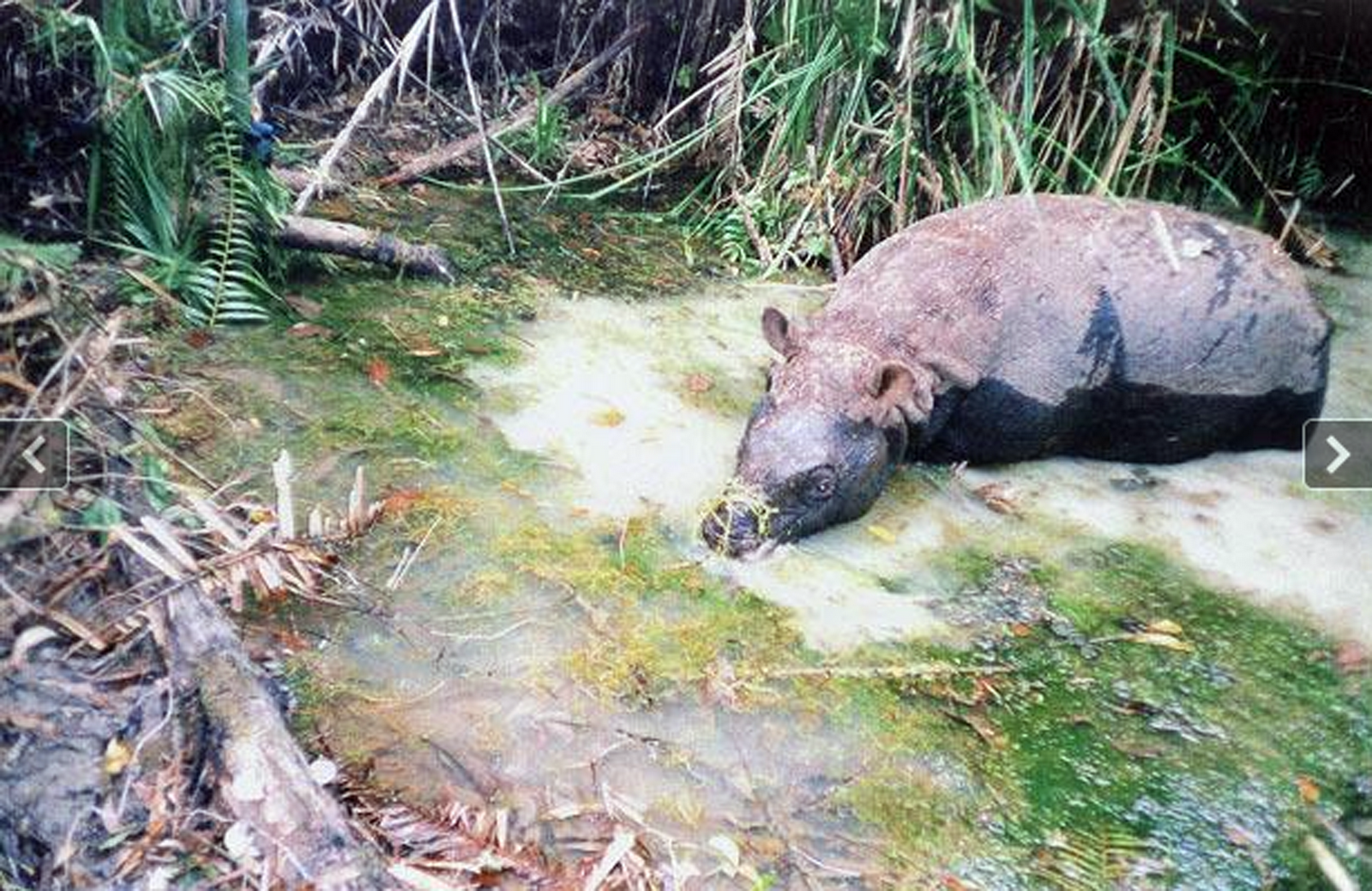 BINATANG on BLOG!: Badak Jawa (Rhinoceros sondaicus)