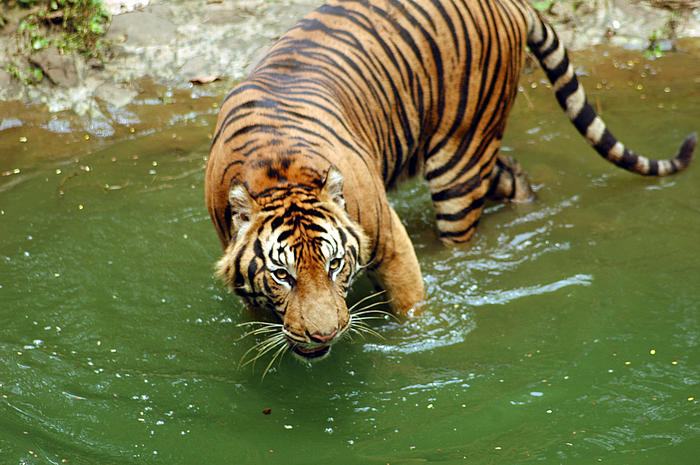 Critically Endangered Species: Tiger