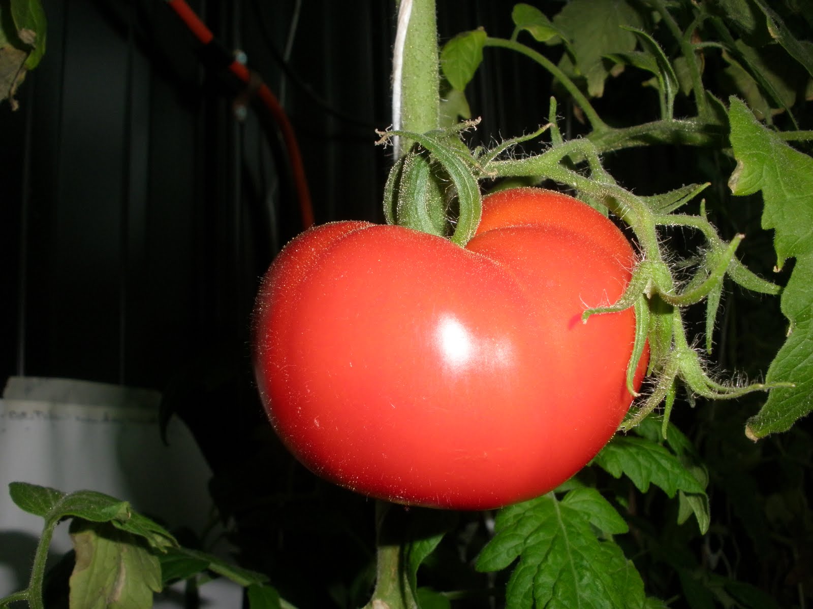 Greenhouse 365: The Life and Times of Tommy Tomato