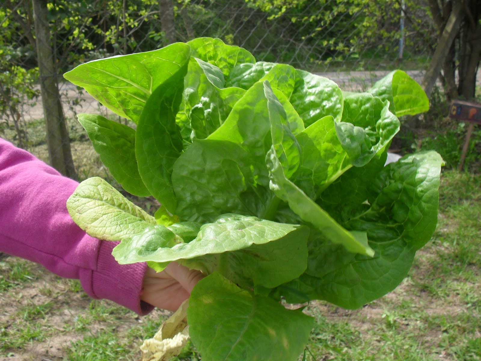 La huerta en la escuela: Tercer cosecha : Lechuga