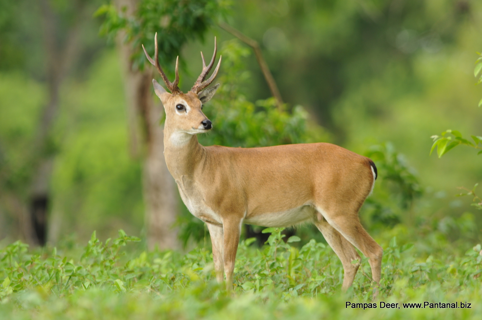 Pictures of Deers on Animal Picture Society
