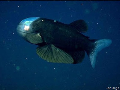 Nature Can Do That?: Barreleye Fish
