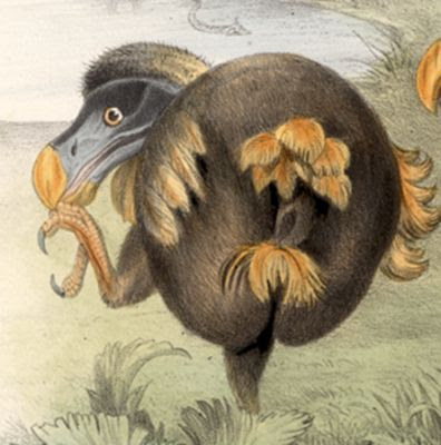 VERBAL BLUNDER: THE DODO
