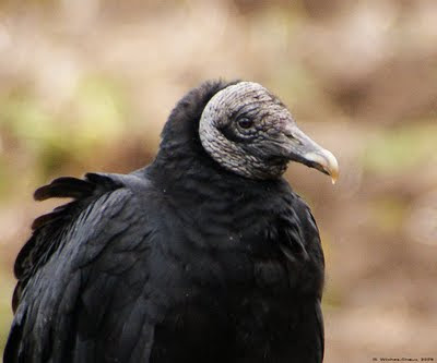 WITCHES-CHAOS: ¡DIGA WHISKY...!