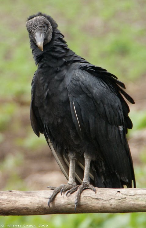 WITCHES-CHAOS: ¡DIGA WHISKY...!