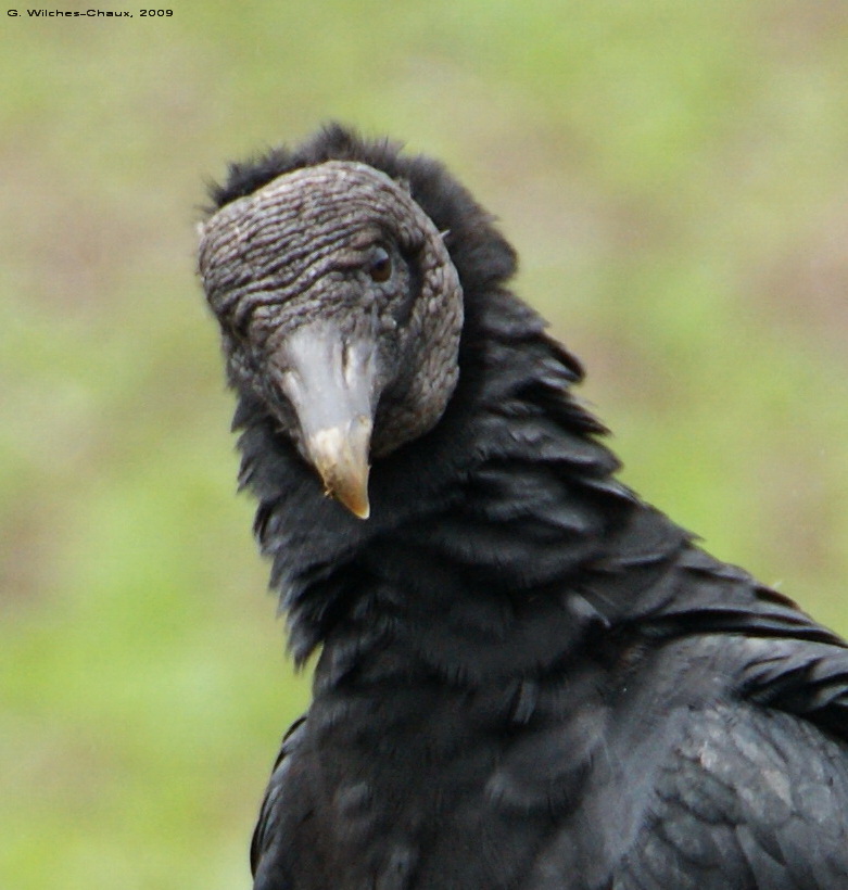 Opiniones de gallinazo