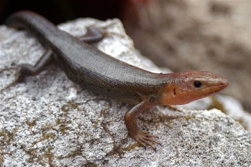 Reptile Pet: Bermuda rock lizard takes an long journey