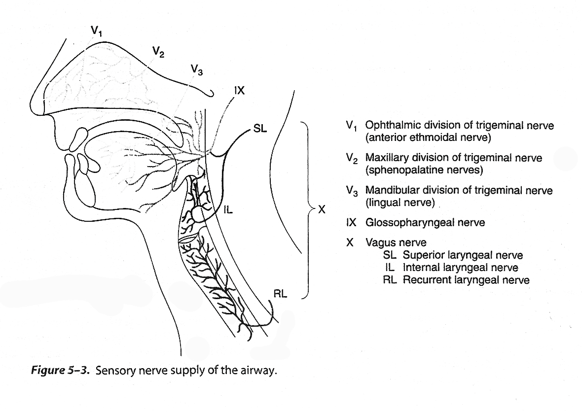 MEDICAL BLOG: Manajemen Jalan Nafas - Anatomi