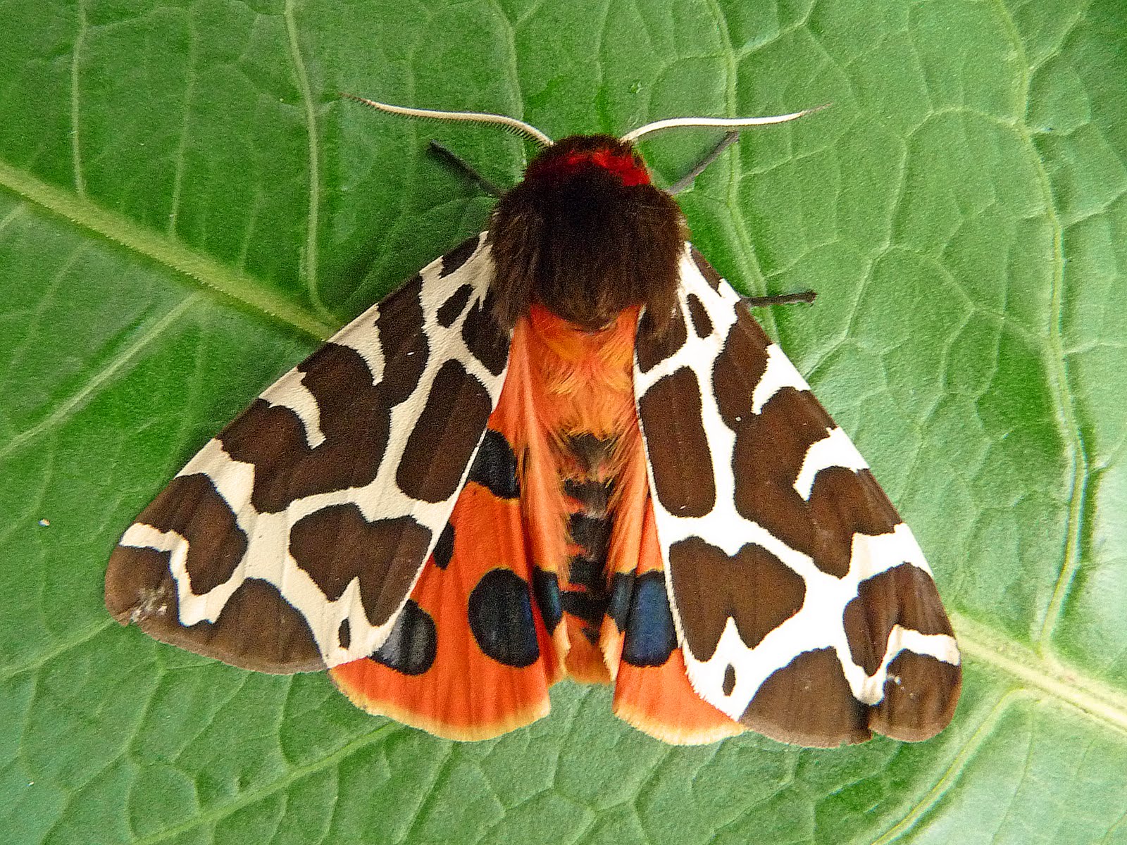 The Northumberland Naturalist: The Moth Lady