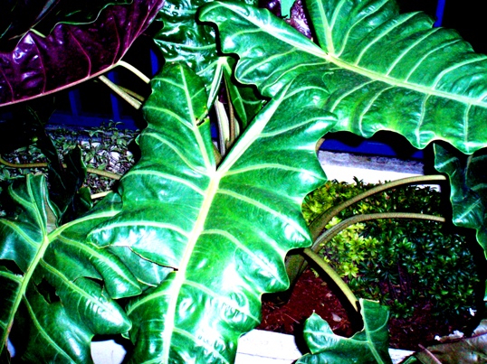 MENGENAL TANAMAN HIAS SENTE