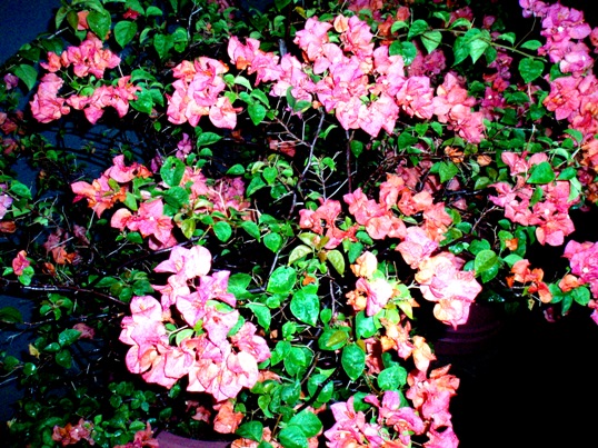 Tanaman Bugenvil dan bunganya | Tips Petani