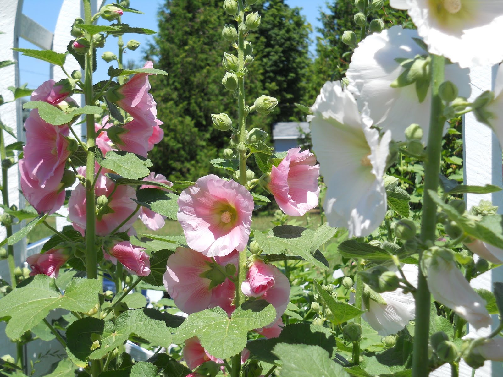 BLUEBIRDS AND MANDOLINS: My love affair with hollyhocks
